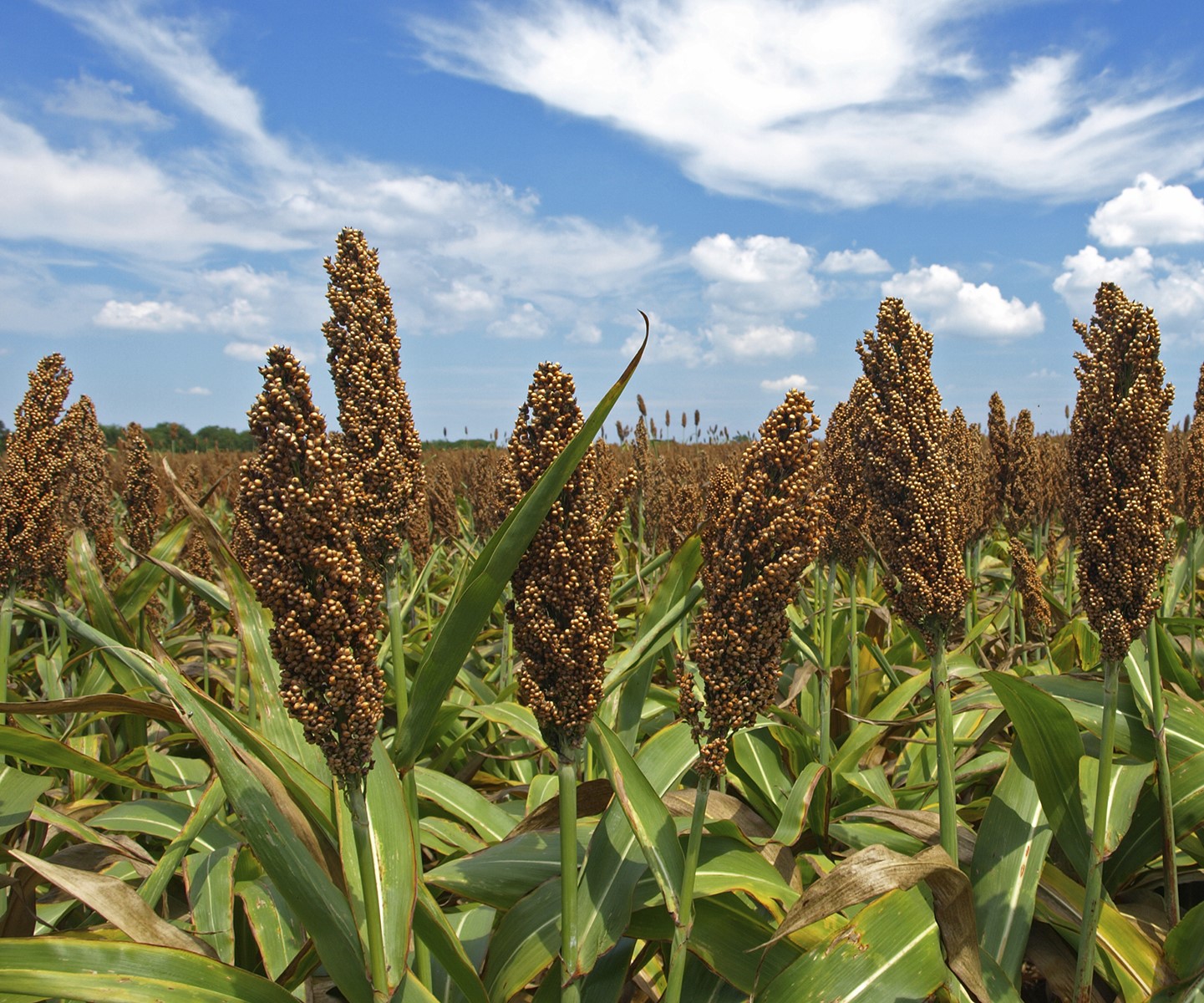 Sugargraze sweet sorghum pasture seeds - Famunera