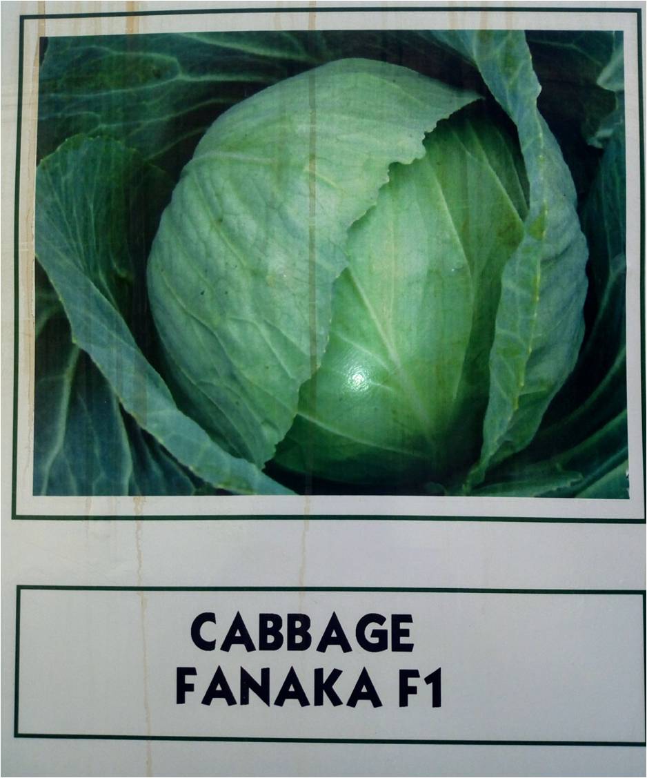 FANAKA F1 Cabbage Seeds - Famunera