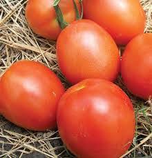 Anna F1 Tomato seeds - Famunera
