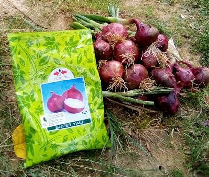 Super Yali onion seeds - Famunera