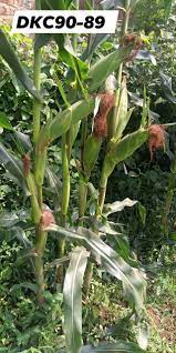 DK 90-89 maize seeds - Famunera