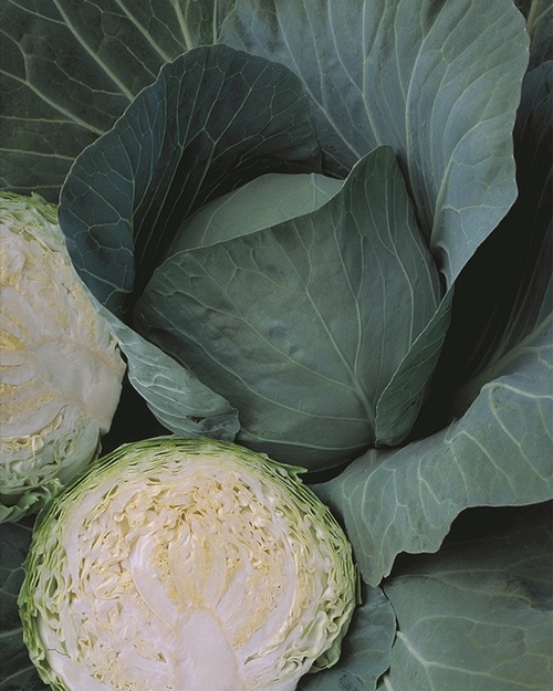 Blue dynasty F1 Cabbage seeds - Famunera