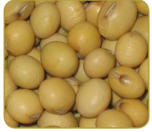 Maksoy 3N soyabean seeds - Famunera