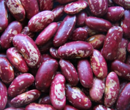 NABE 19 improved Nambaale long beans seeds - Famunera