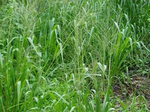 Giant panicum pasture seeds - Famunera