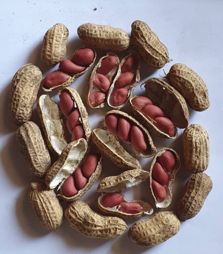 Unshelled Red Beauty groundnuts seeds - Famunera