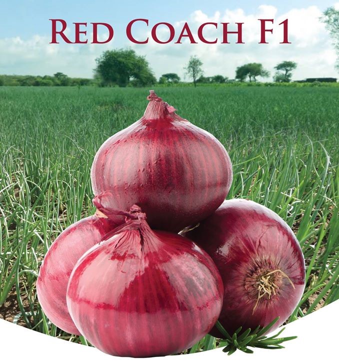 Red Coach F1 onion seeds - Famunera