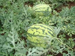 Asali F1 hybrid watermelon seeds - Famunera