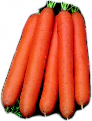 Nantes Coreless Carrot Seeds - Famunera